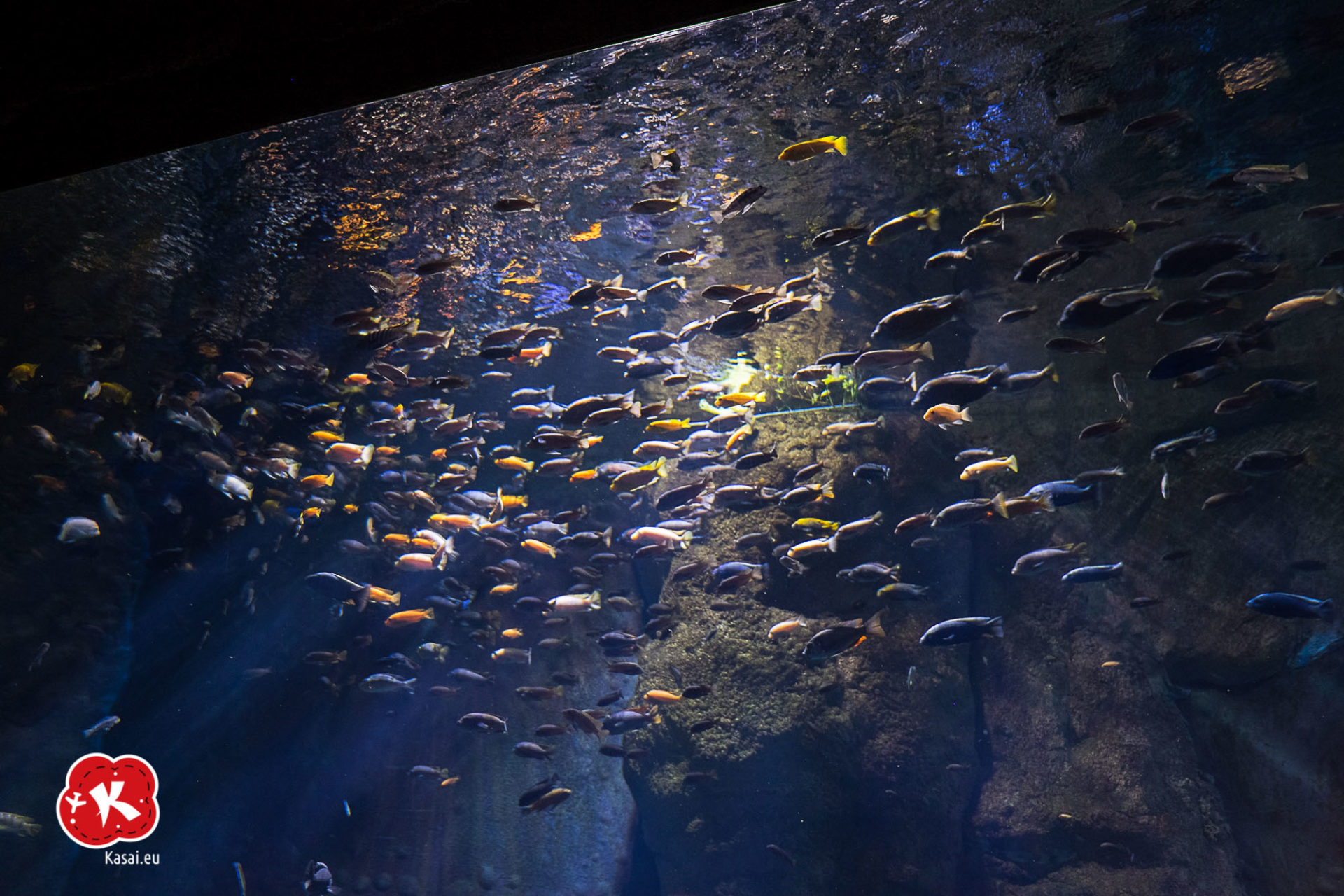 Afrykarium, Oceanarium i ZOO Wrocław - Kasai - podróże w sieci