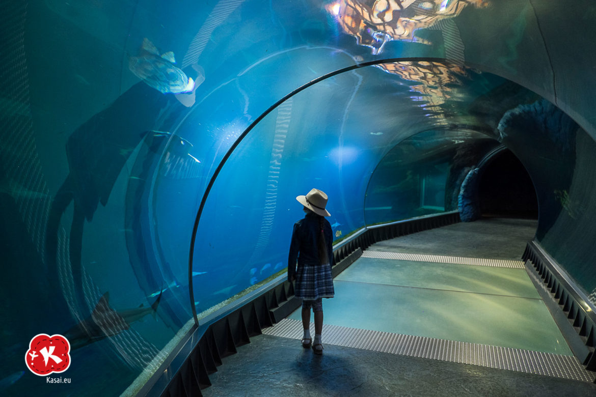 Afrykarium, Oceanarium i ZOO Wrocław - Kasai - podróże w sieci