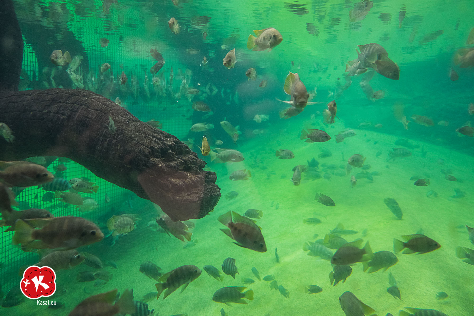 Afrykarium, Oceanarium i ZOO Wrocław - Kasai - podróże w sieci