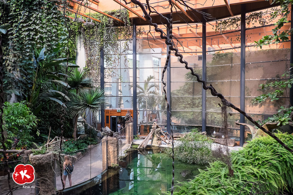Afrykarium, Oceanarium i ZOO Wrocław - Kasai - podróże w sieci