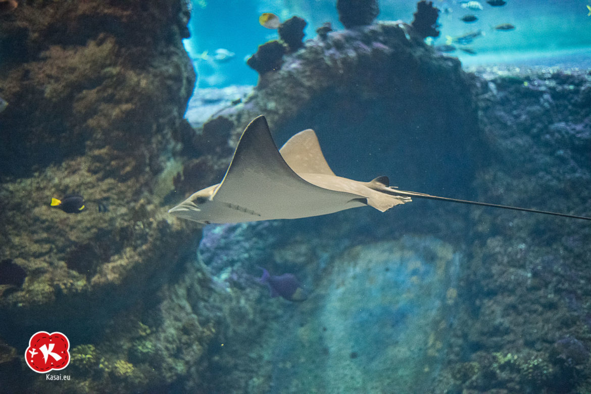 Afrykarium, Oceanarium i ZOO Wrocław - Kasai - podróże w sieci